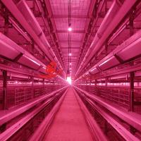 China Combining Robust Engineering And Innovative Technology Layer Chicken Cage System for Vietnam Farms for sale