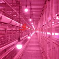 China Performance And User Friendly Layer Chicken Cage System Supporting Modern Poultry Farming Requirements for sale