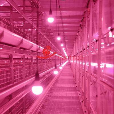 China Performance And User Friendly Layer Chicken Cage System Supporting Modern Poultry Farming Requirements for sale