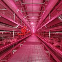 China 100000 Birds Layer Chicken Cage System H Type High Density Automated Poultry Equipment for sale