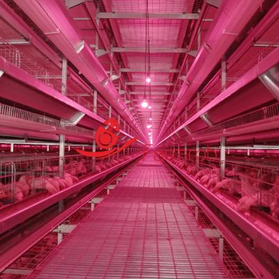 China 100000 Birds Layer Chicken Cage System H Type High Density Automated Poultry Equipment for sale