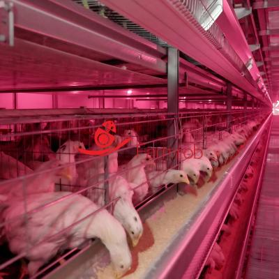 China Over 80000 Birds Layer Chicken Cage System 700mm Height Reinforced Structure for Poultry Farm for sale