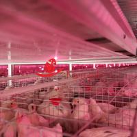 China 150000 Birds Layer Chicken Cage System With Mature And Cage Solutions Engineered To Promote Healthy Growth for sale
