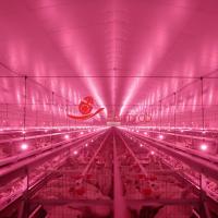 China Long Term Performance Layer Chicken Cage System With Durable Corrosion Resistant Materials for sale