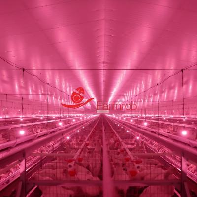 China Long Term Performance Layer Chicken Cage System With Durable Corrosion Resistant Materials for sale