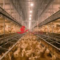 China Easy Maintenance Cage Free Systemand For Continuous Operation And Improved Farm Profitability for sale