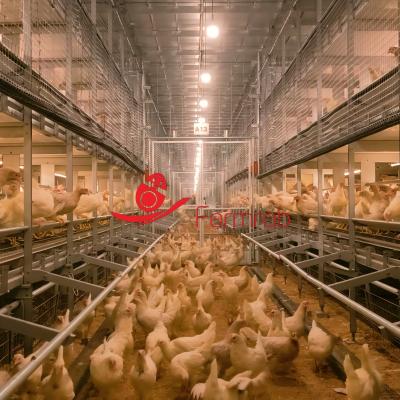 China Easy Maintenance Cage Free Systemand For Continuous Operation And Improved Farm Profitability for sale