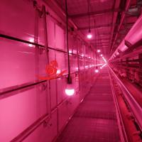 China 80000 Birds Layer Chicken Cage System Combining Automatic Feeding Drinking And Egg Collection For Streamlined Poultry Farm Operations for sale
