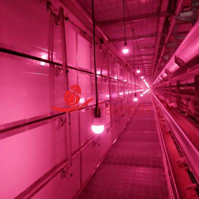 China 80000 Birds Layer Chicken Cage System Combining Automatic Feeding Drinking And Egg Collection For Streamlined Poultry Farm Operations for sale