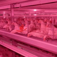 China Large Capacity Commercial Poultry Operations Layer Chicken Cage System Corrosion Proof for sale