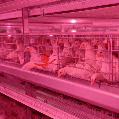 China Large Capacity Commercial Poultry Operations Layer Chicken Cage System Corrosion Proof for sale