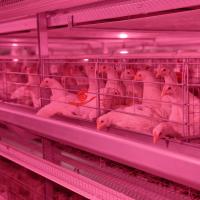 China 6-12 Tiers Layer Chicken Cage System With Optimal Indoor Air And Thermal Comfort for sale