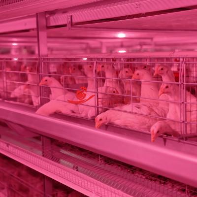 China 6-12 Tiers Layer Chicken Cage System With Optimal Indoor Air And Thermal Comfort for sale