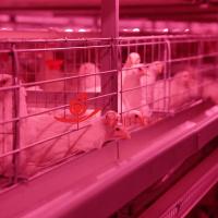 China Over 50000 Birds Layer Chicken Cage System Supporting Sustainable Poultry Farming With Feeding Systems And Enough Water Delivery Capacity for sale