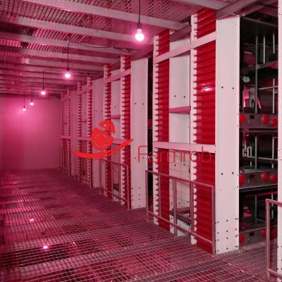 China 60000 Birds Layer Chicken Cage System Designed For Long Term Flock Health And Performance for sale