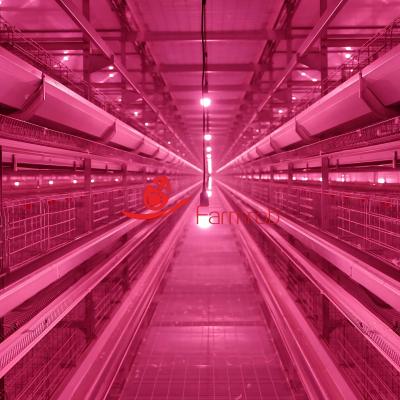 China 80000 Birds Layer Chicken Cage System Designed For Commercial Layer Production With Tier Specific Airflow And Manure Removal Technology for sale