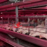 China 6-12 Tiers Layer Chicken Cage System With Optimal Indoor Air And Thermal Comfort for sale