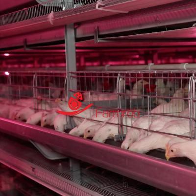 China 6-12 Tiers Layer Chicken Cage System With Optimal Indoor Air And Thermal Comfort for sale