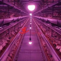 China Large Scale Egg Production Layer Chicken Cage System Combining Automated Management for sale