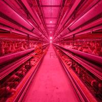 China 10 Tiers Layer Chicken Cage System Developed With Streamlined Operation And Rigorous Testing For Consistent Uptime And Reliability for sale