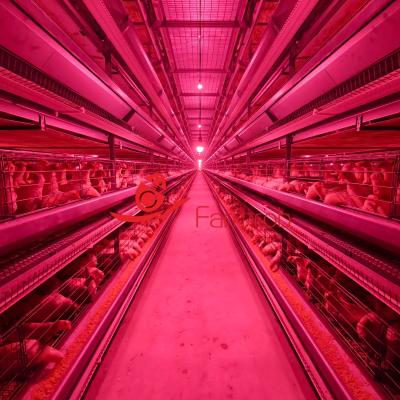 China 10 Tiers Layer Chicken Cage System Developed With Streamlined Operation And Rigorous Testing For Consistent Uptime And Reliability for sale