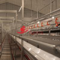 China Comply With Ethical Farming Standards Globally Cage Free System Enhancing Bird Health for sale