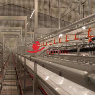China Comply With Ethical Farming Standards Globally Cage Free System Enhancing Bird Health for sale