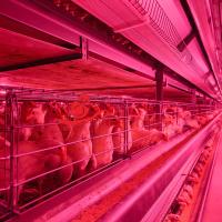 China Smart Technology  Layer Chicken Cage System Integrating Automated Systems For Poultry Farming for sale