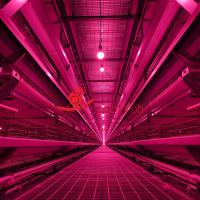 China Layer Chicken Cage System With Scalable Tier Options From 3 To 12 Tiers Supporting And Flexible Poultry Farming Solutions for sale