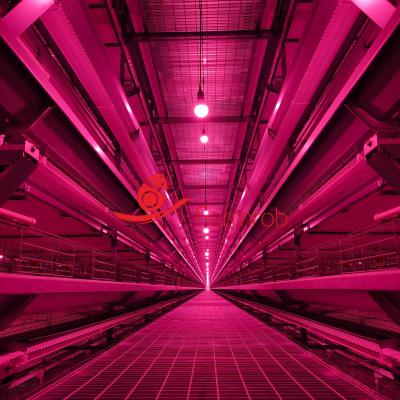 China Layer Chicken Cage System With Scalable Tier Options From 3 To 12 Tiers Supporting And Flexible Poultry Farming Solutions for sale