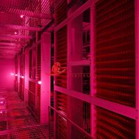China 60000 Birds Layer Chicken Cage System Offering A Modern Approach To Poultry Housing With Improved Disease Prevention And Labor Savings for sale