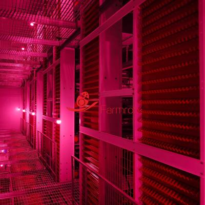China 60000 Birds Layer Chicken Cage System Offering A Modern Approach To Poultry Housing With Improved Disease Prevention And Labor Savings for sale