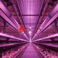 China Large-scale Layer Chicken Cage System Combining Site Selection Construction Planning And Equipment Integration For Poultry Farming for sale