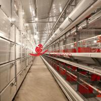 China Natural Insemination Breeder Cage Poultry Battery Cage System Supporting Sustainable Poultry Production Through Practical Design And Stable Cage Structure for sale