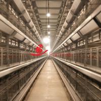 China Poultry Battery Cage System Designed for Management of Pullet Rearing with Adjustable Feeding Mechanisms and Climate Control for sale