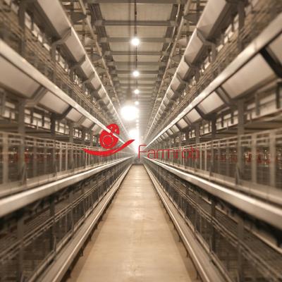 China Poultry Battery Cage System Designed for Management of Pullet Rearing with Adjustable Feeding Mechanisms and Climate Control for sale