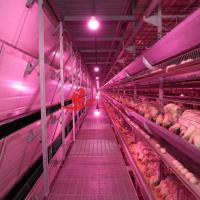 China Fully automatic Large-scale Layer Chicken Cage System for improved flock health management for sale