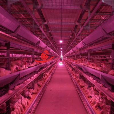 China 6-12 Tiers Layer Chicken Cage System Developed With Focus On Durability And Consistent To Support And Sustainable Layer Chicken Production Systems for sale