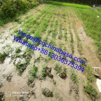 China 2HP Gasoline Multifunctional Pastoral Weeder 52cc Low Displacement for sale