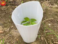 China White Corrugated Plastic Tree Guards , Corrugated Plastic Plant Protector for sale