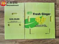 China Impact Resistant Corrugated Plastic Packaging Boxes For Fresh Ginger for sale