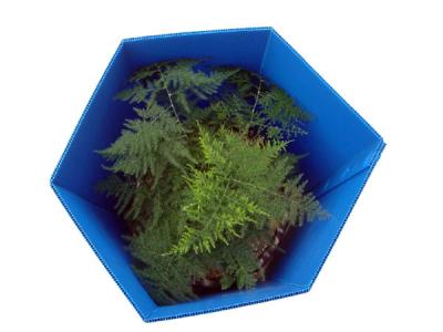 China Polygonal Corrugated Plastic Tree Protectors Eco Friendly Weather Proof for sale