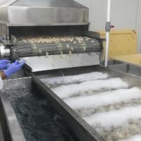 China 1000kg-1500kg Shrimp Processing Machine Multiscene Fish Freezing Machine for sale