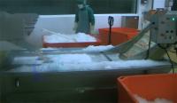 China 1000kg-1500kg Shrimp Processing Machine Multiscene Fish Freezing Machine for sale