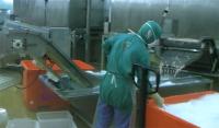China 1000kg-1500kg Shrimp Processing Machine Multiscene Fish Freezing Machine for sale