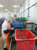 China Anti Corrosion Shrimp Peeling And Deveining Machine 380V 3P 50Hz for sale