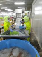 China Roller Shrimp Processing Equipment SS304 Shrimp Sorting Machine for sale