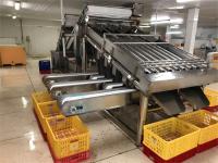 China 1000kg-1200kg Shrimp Grading Machine 380V Prawn Roller Grader for sale