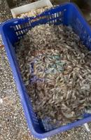 China SS304 Shrimp Deheading Machine Automatic Shrimp Sorting Machine for sale