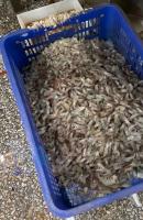 China 1000-1500KG Smart Shrimp Deheading Machine Seafood Processing Machinery for sale